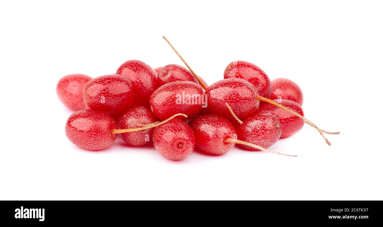 Elaeagnus multiflora isolated on white background. Cherry elaeagnus ...