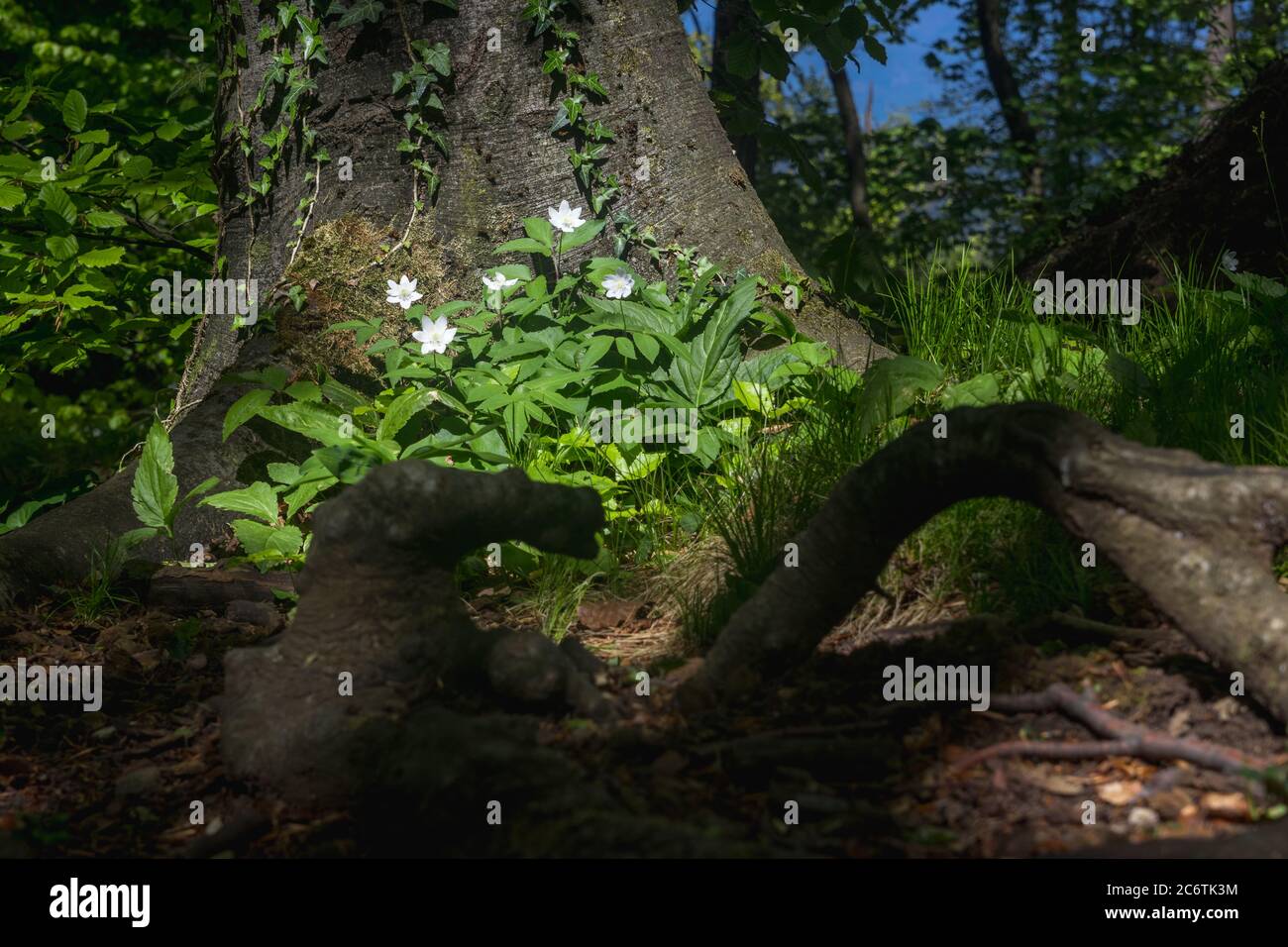 Flaccid hi-res stock photography and images - Alamy