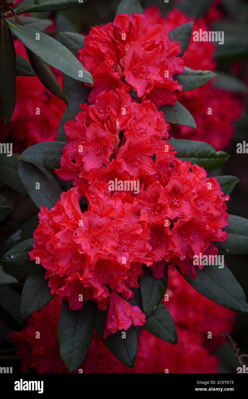 Catawba Rhododendron Cultivar (Rhododendron catawbiense Stock Photo - Alamy