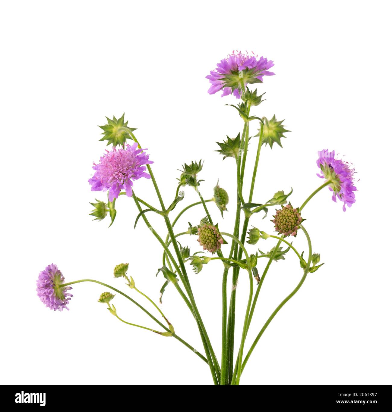 Field Scabious Flower isolated on white background. Knautia arvensis ...