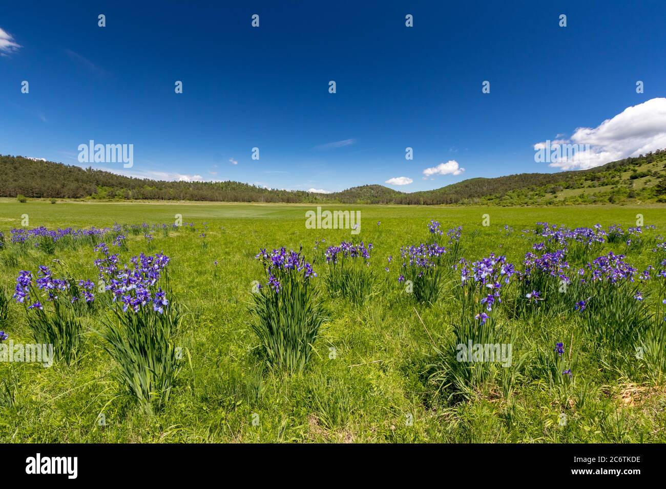 Iris flowers field sunny green grass blue sky Stock Photo - Alamy