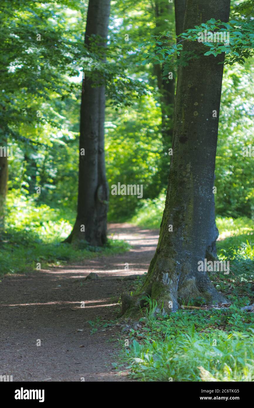 Walking path forest trees green grass spring Stock Photo - Alamy