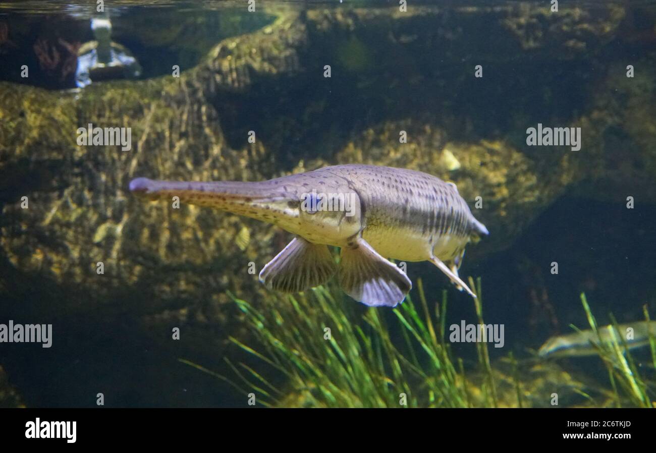 A longnose gar fish swimming inside an aquarium Stock Photo - Alamy