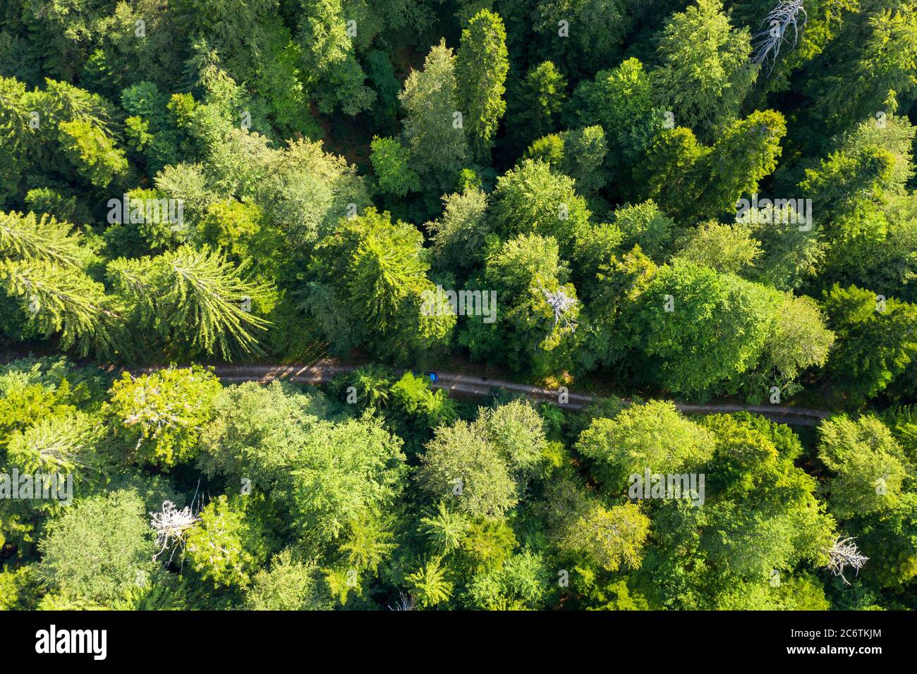 Primary forest hi-res stock photography and images - Alamy