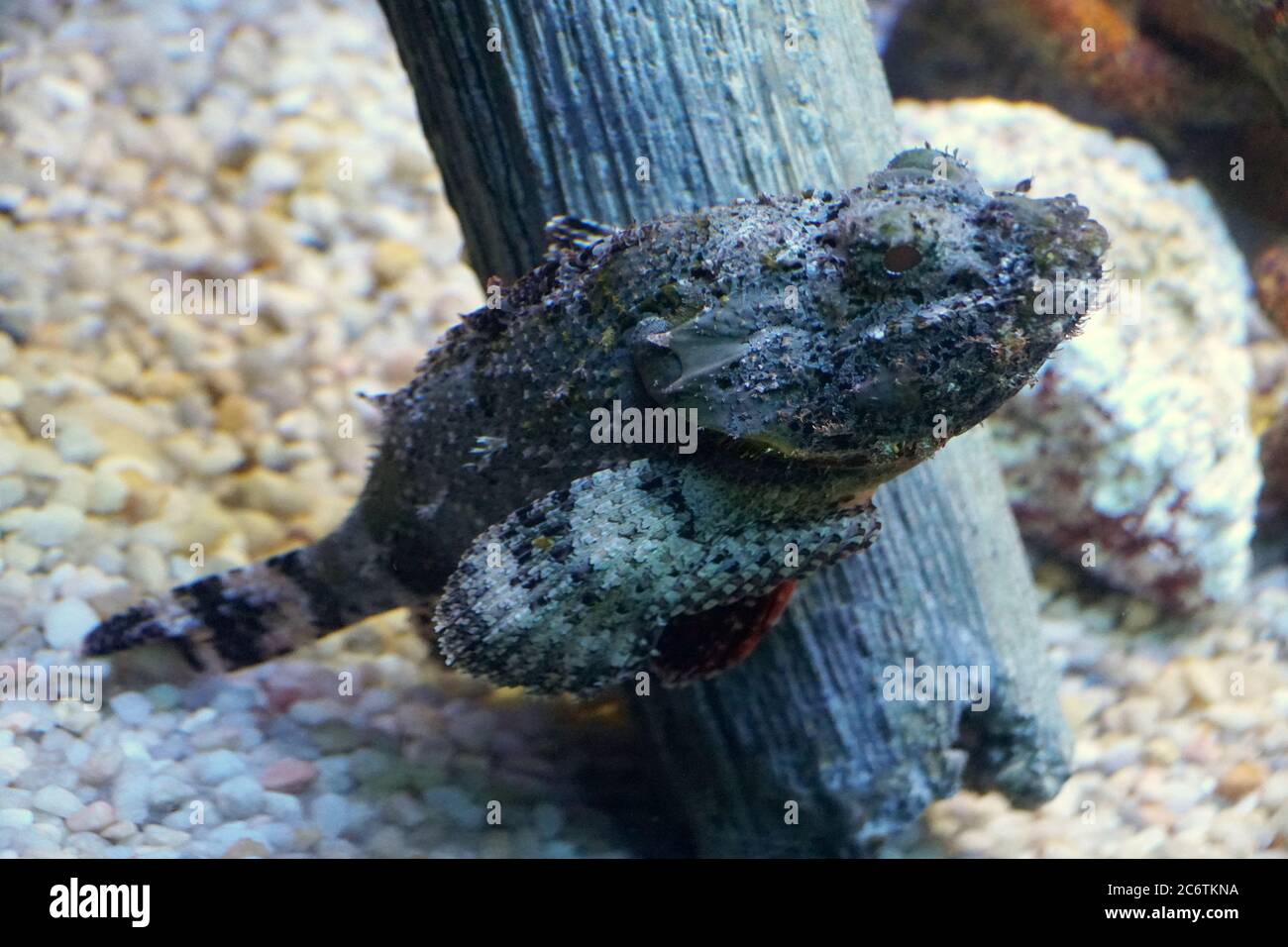 Close up of a spotted scorpionfish inside an aquarium Stock Photo - Alamy
