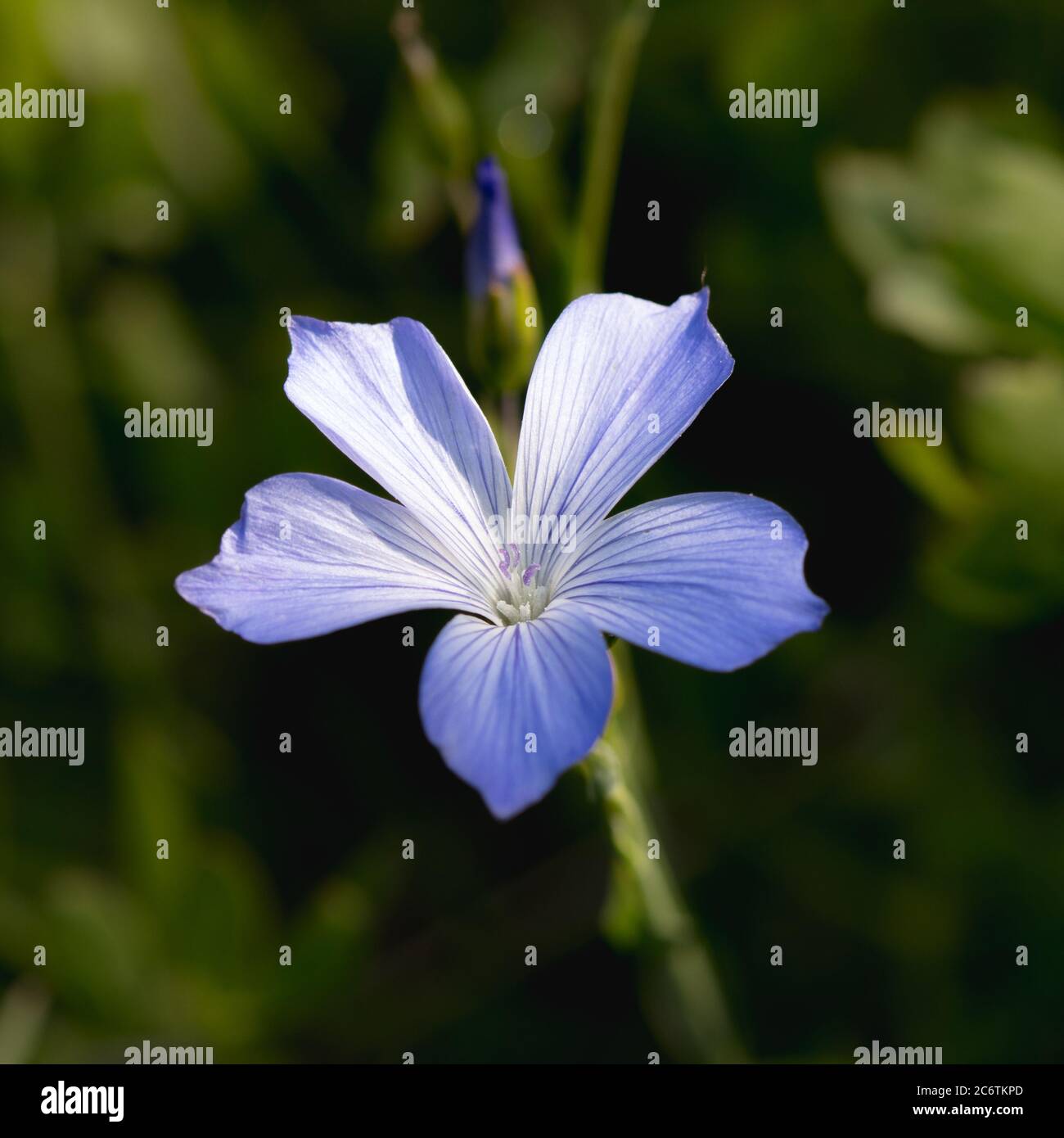Linseed flower hi-res stock photography and images - Alamy