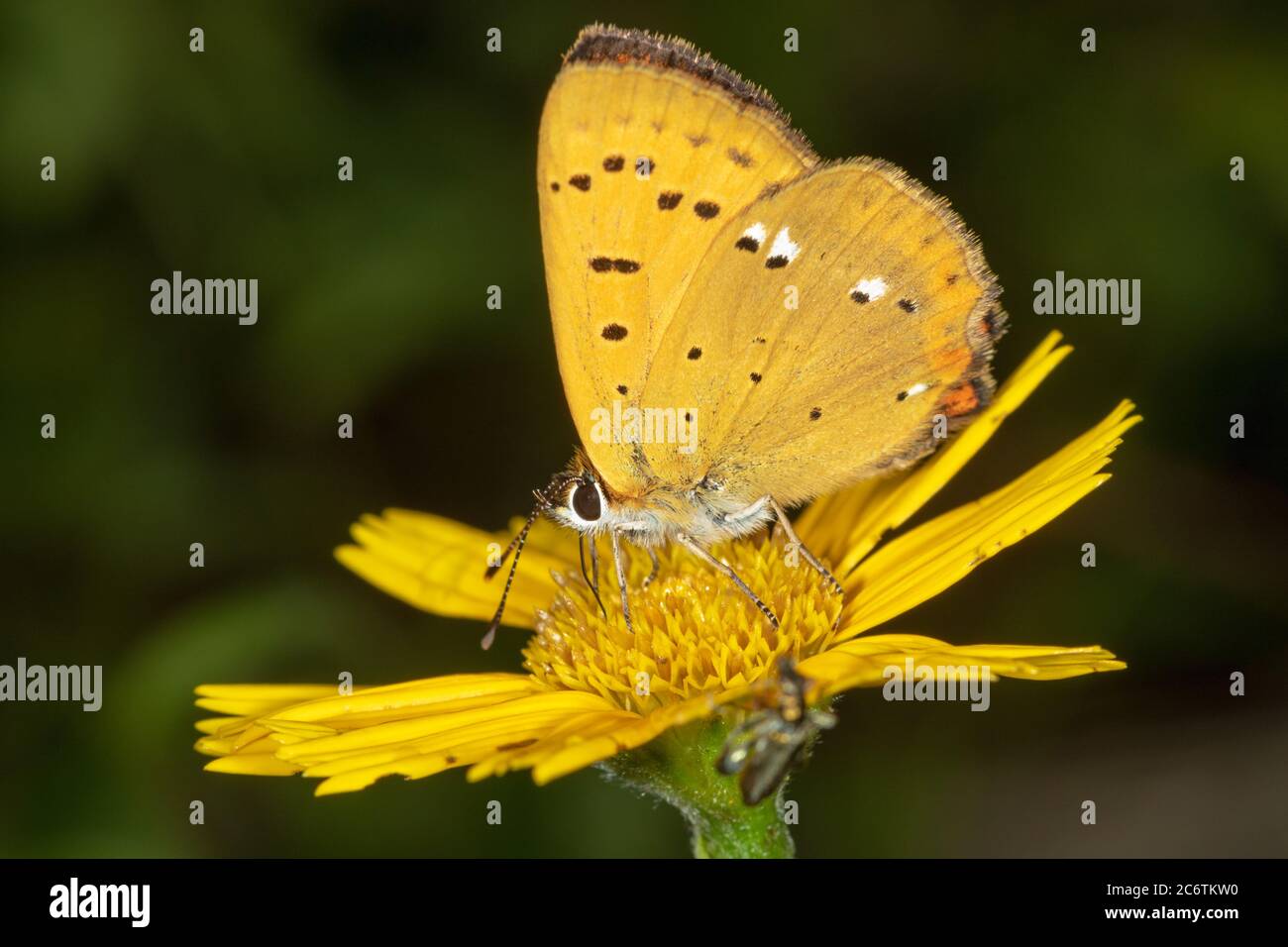 The close-up of the The scarce copper (Lycaena virgaurae) butterfly ...