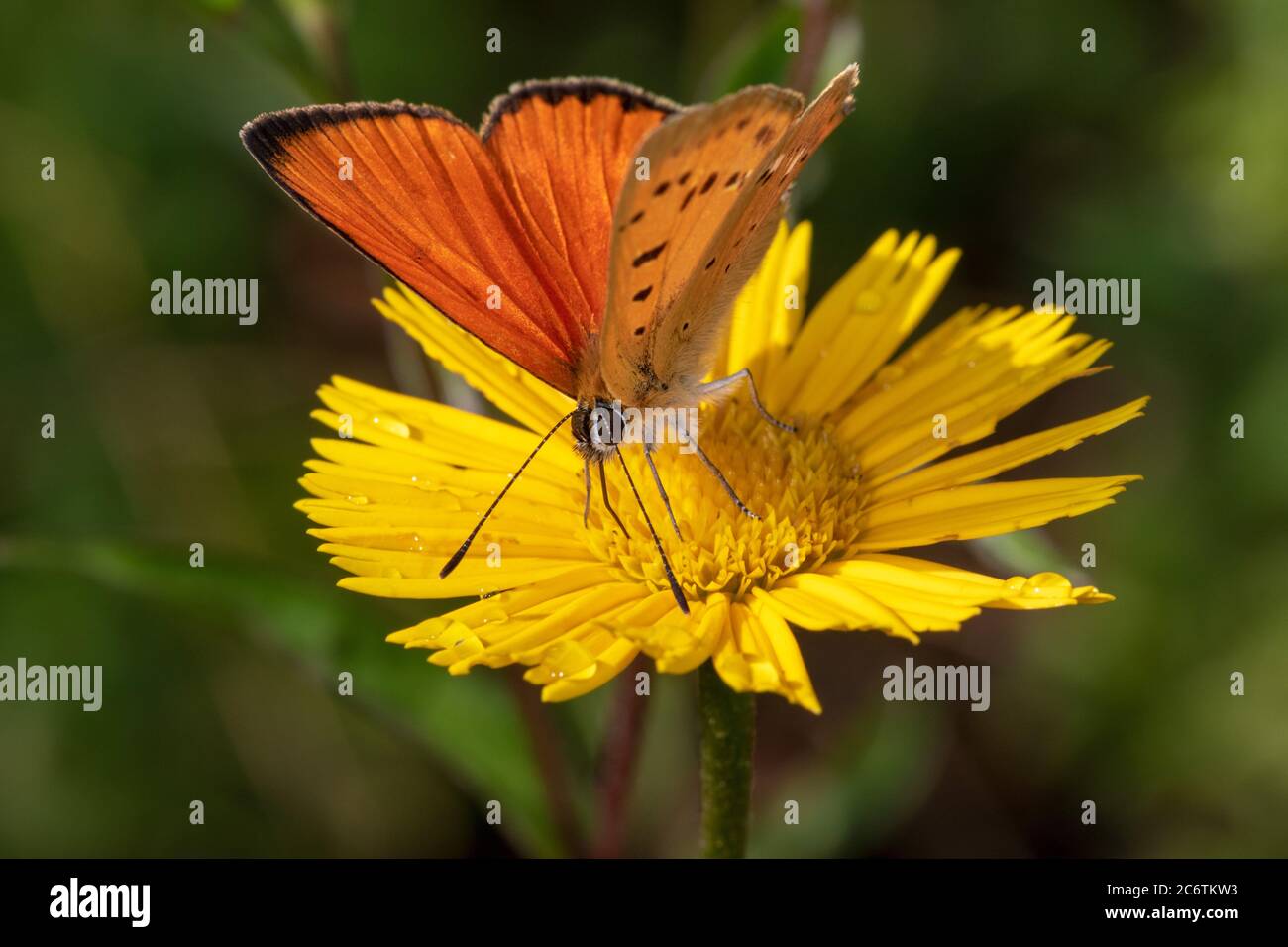 The close-up of the The scarce copper (Lycaena virgaurae) butterfly ...