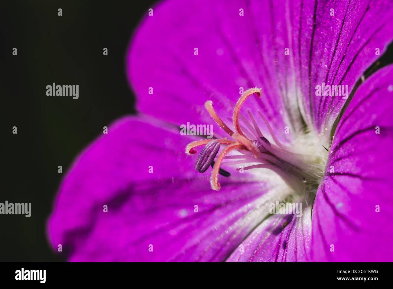 Petal pistil hi-res stock photography and images - Alamy