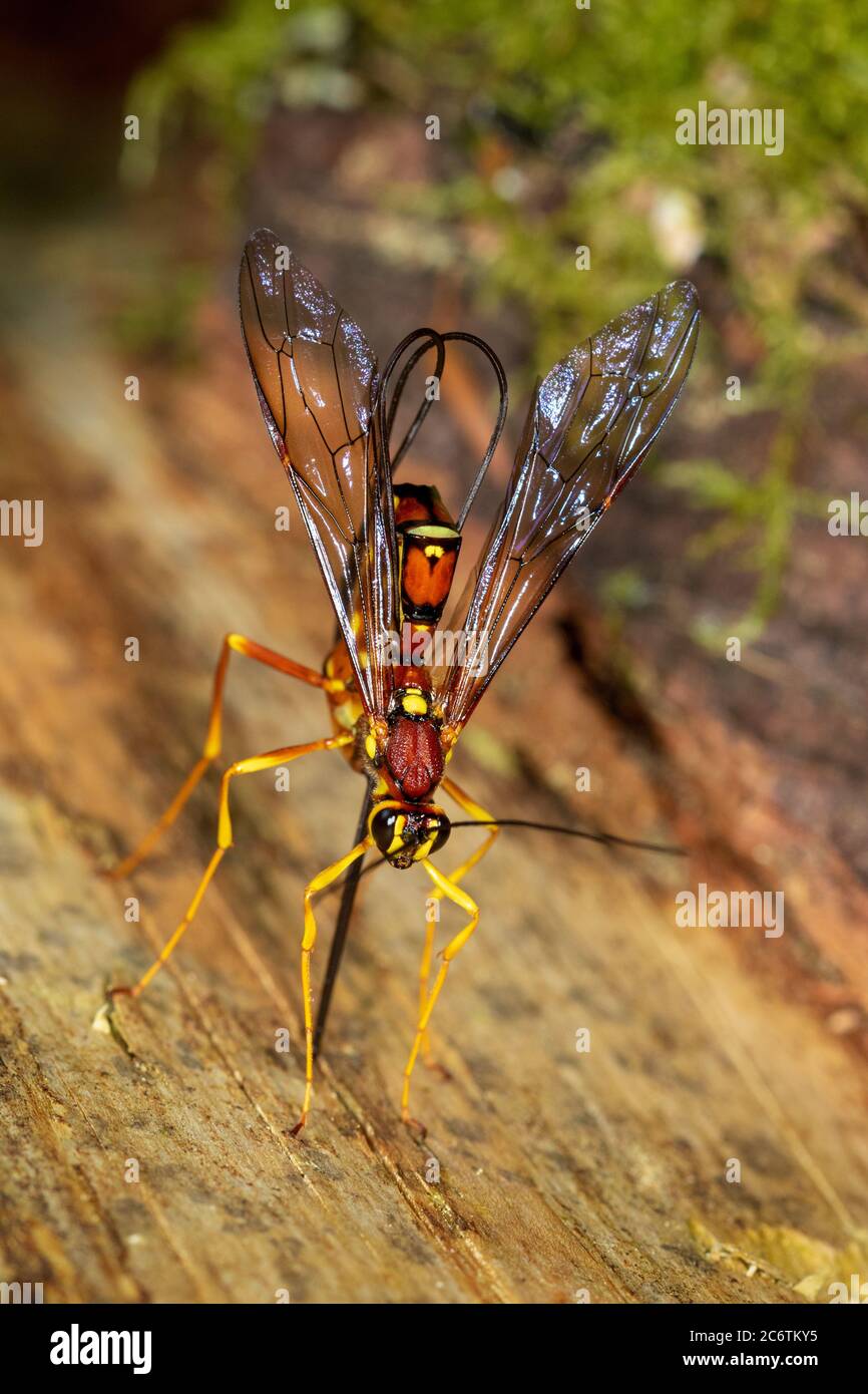 Tree Boring Insects High Resolution Stock Photography and Images - Alamy