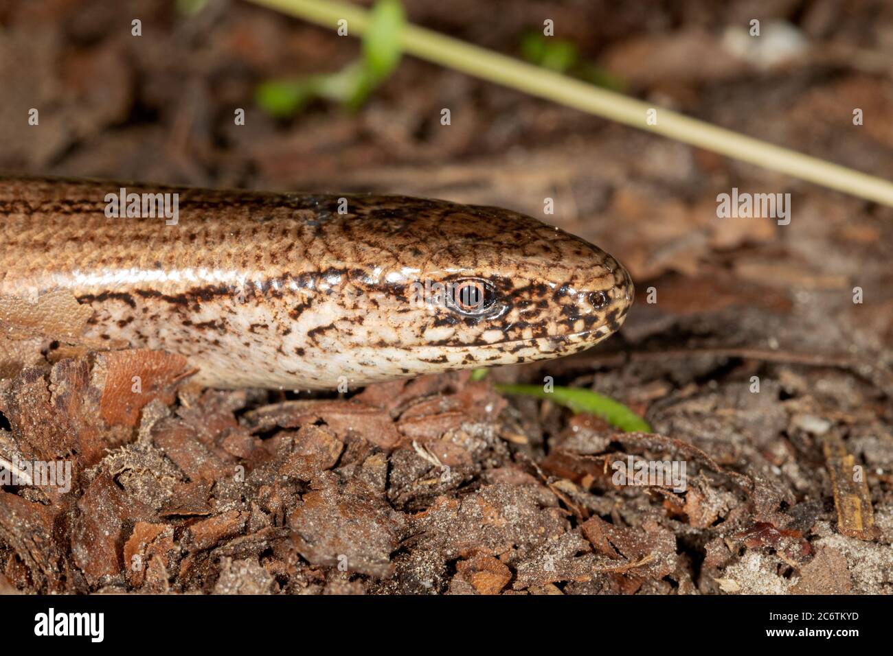 A deaf adder hi-res stock photography and images - Alamy