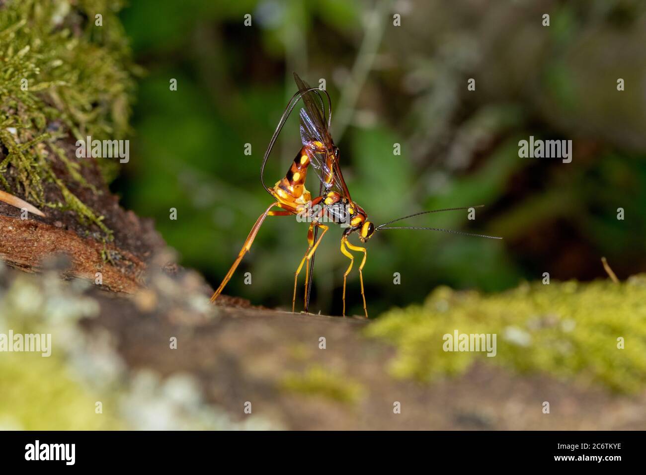 Tree Boring Insects High Resolution Stock Photography and Images - Alamy