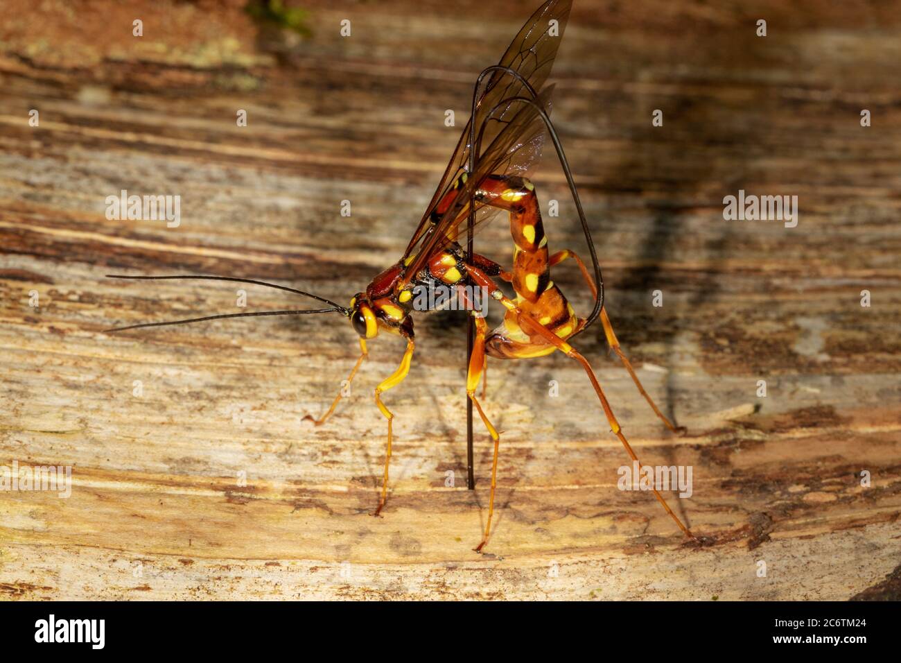 Wasp tunnel hi-res stock photography and images - Alamy