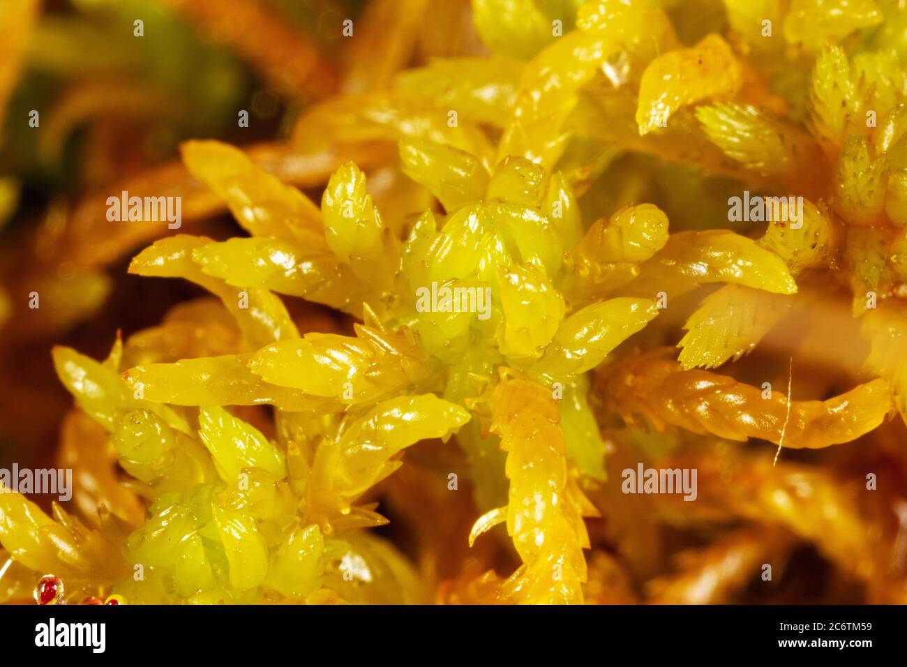 A close-up of a Sphagnum moss in a bog or fen Stock Photo - Alamy