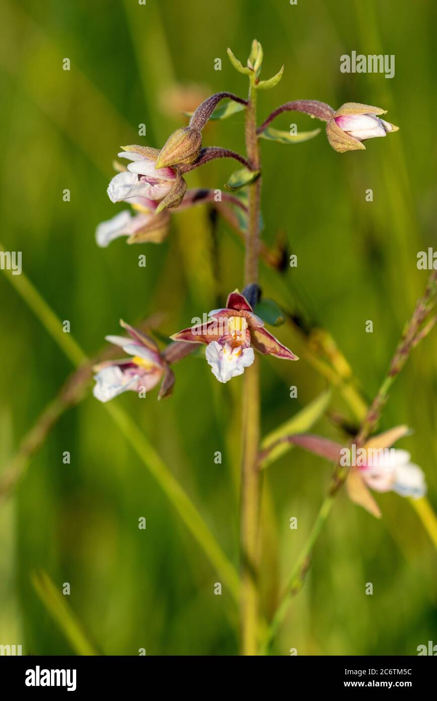 The close-up of Epipactis palustris (marsh helleborine Stock Photo - Alamy