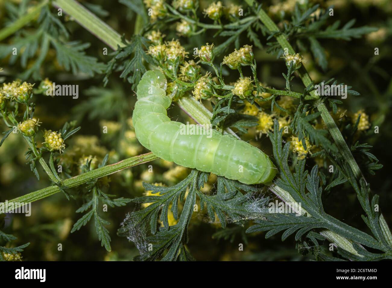 Caterpillars larva butterfly leaf hi-res stock photography and images ...