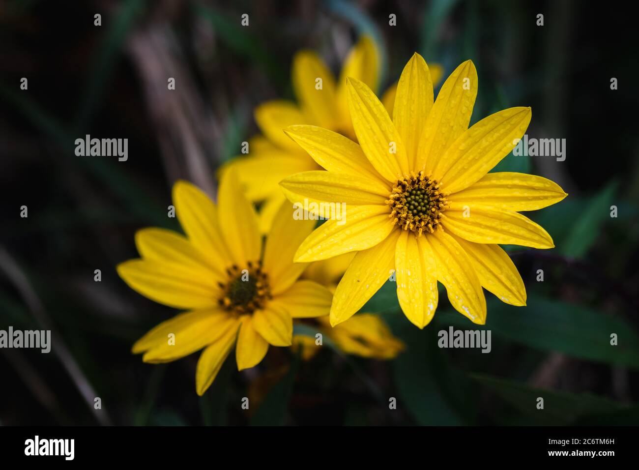Yellow raindrop droplet hi-res stock photography and images - Alamy