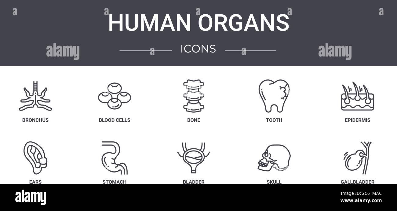 human organs concept line icons set. contains icons usable for web ...