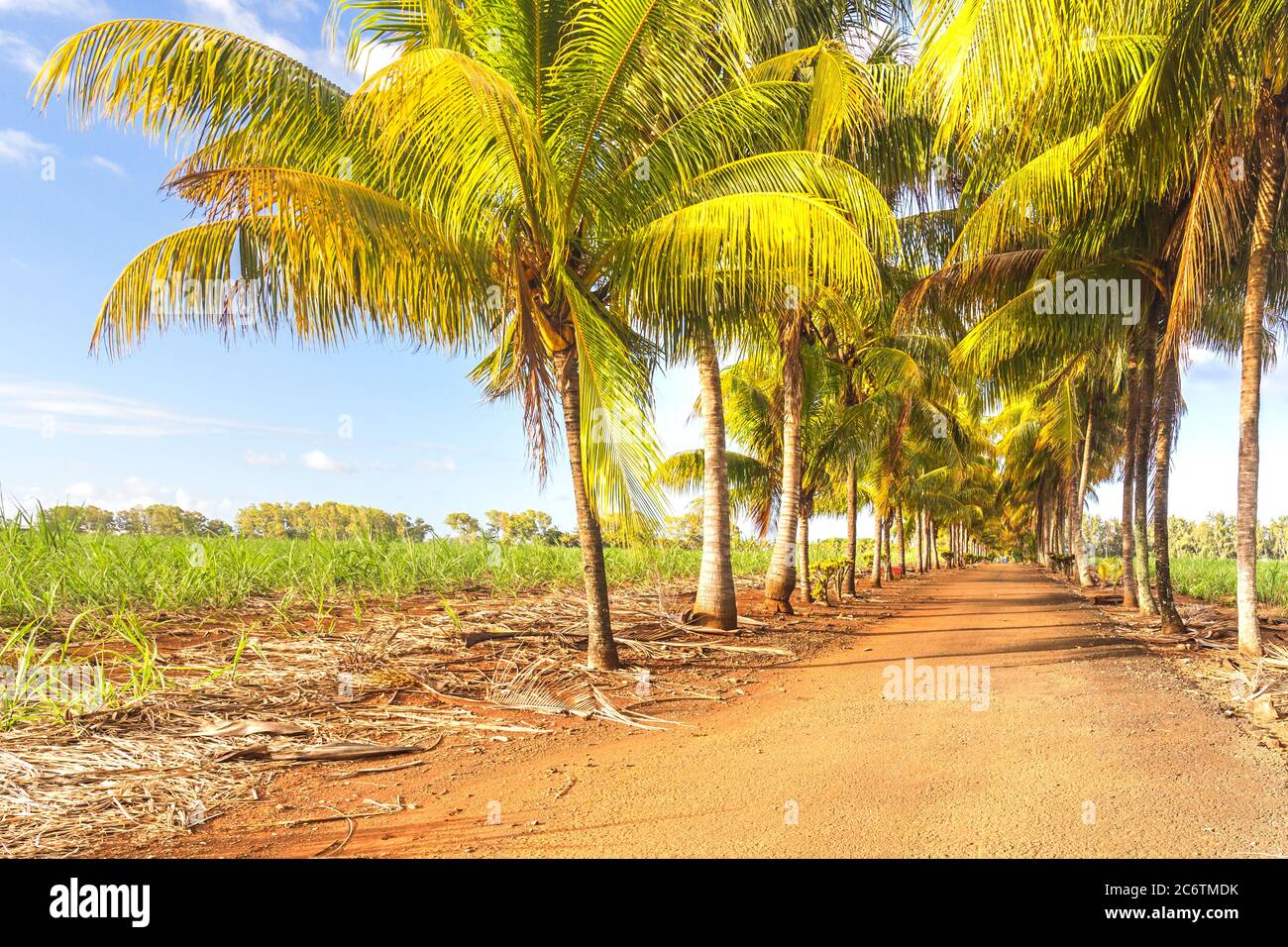 Palm tree lined road hi-res stock photography and images - Alamy
