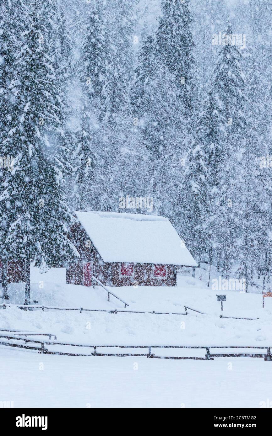 Wooden hut winter snow falling spruce forest isolated Stock Photo - Alamy