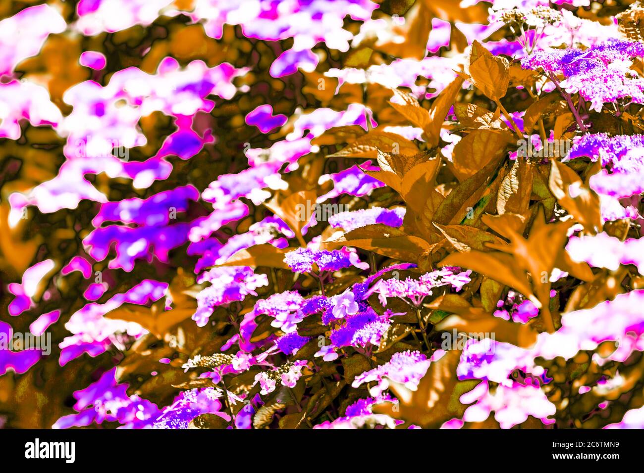Vivid and colorful detail of flowers Stock Photo - Alamy