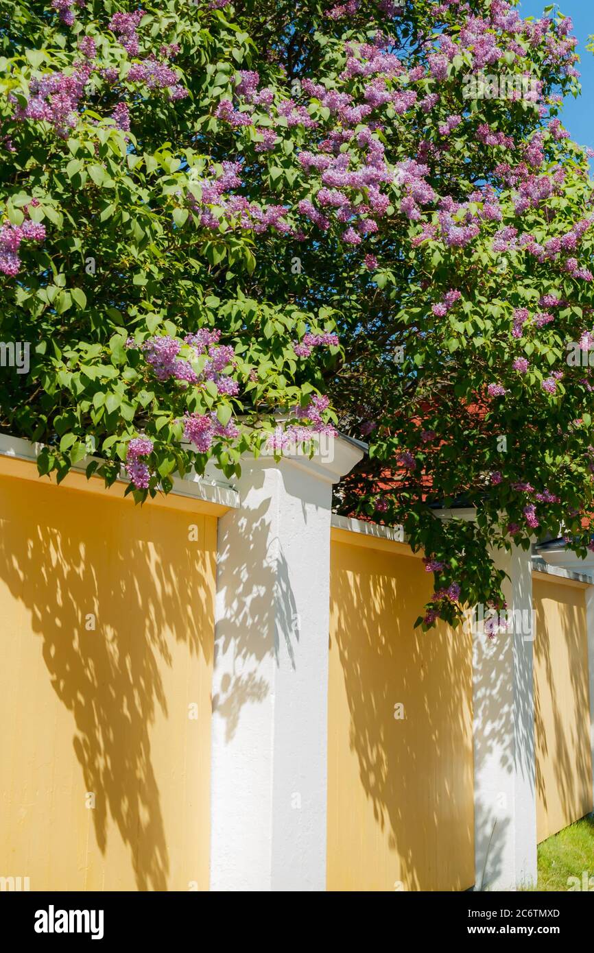 Beautiful street blooming lilac hi-res stock photography and images - Alamy