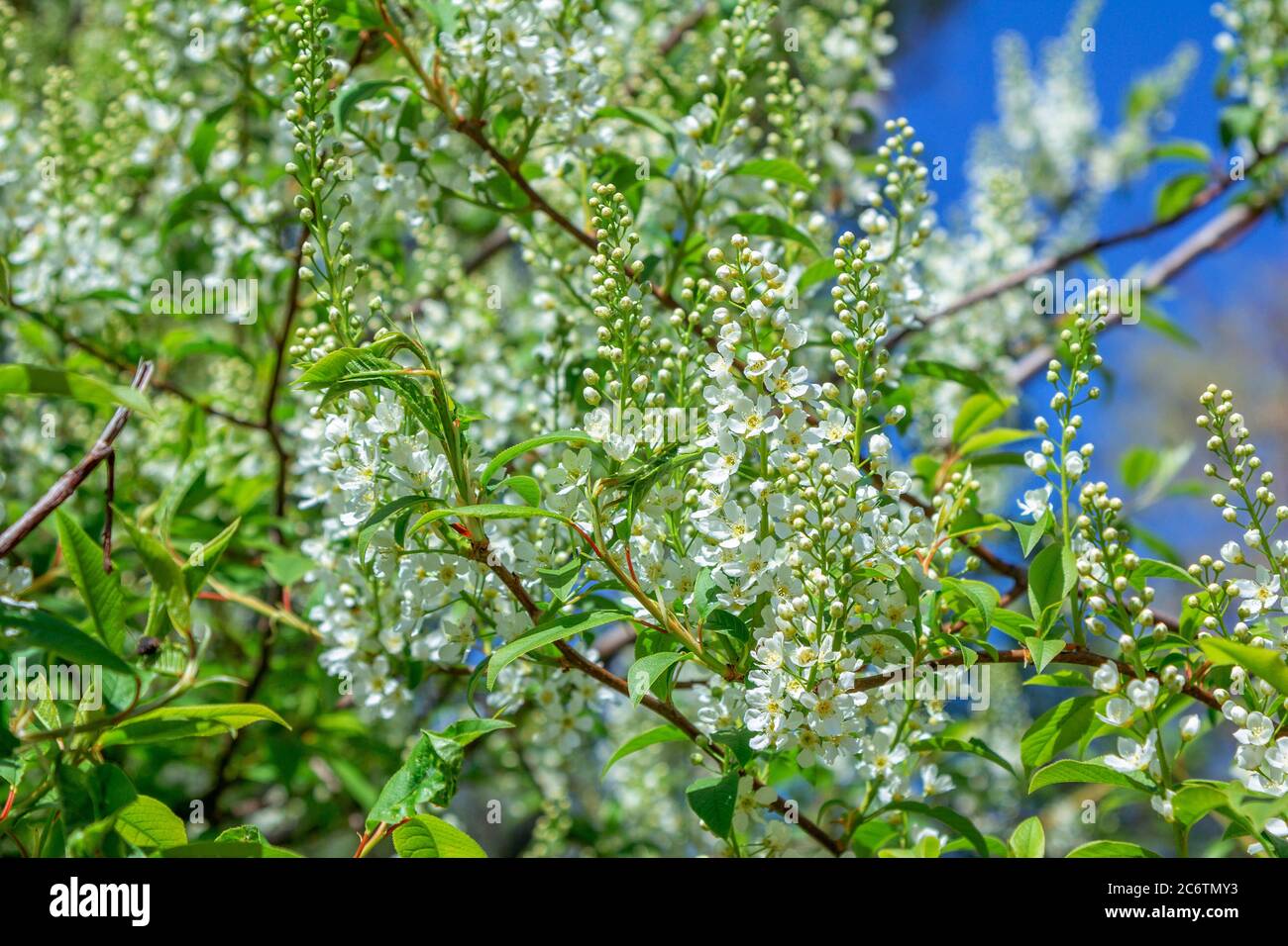 View of blooming bird cherry tree or hackberry tree with beautiful ...
