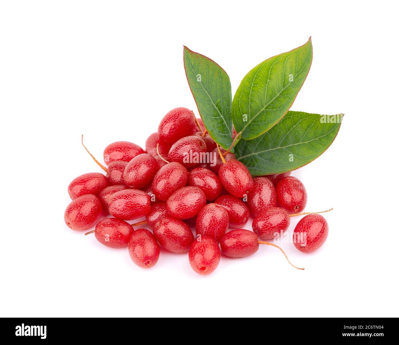 Elaeagnus multiflora isolated on white background. Cherry elaeagnus ...