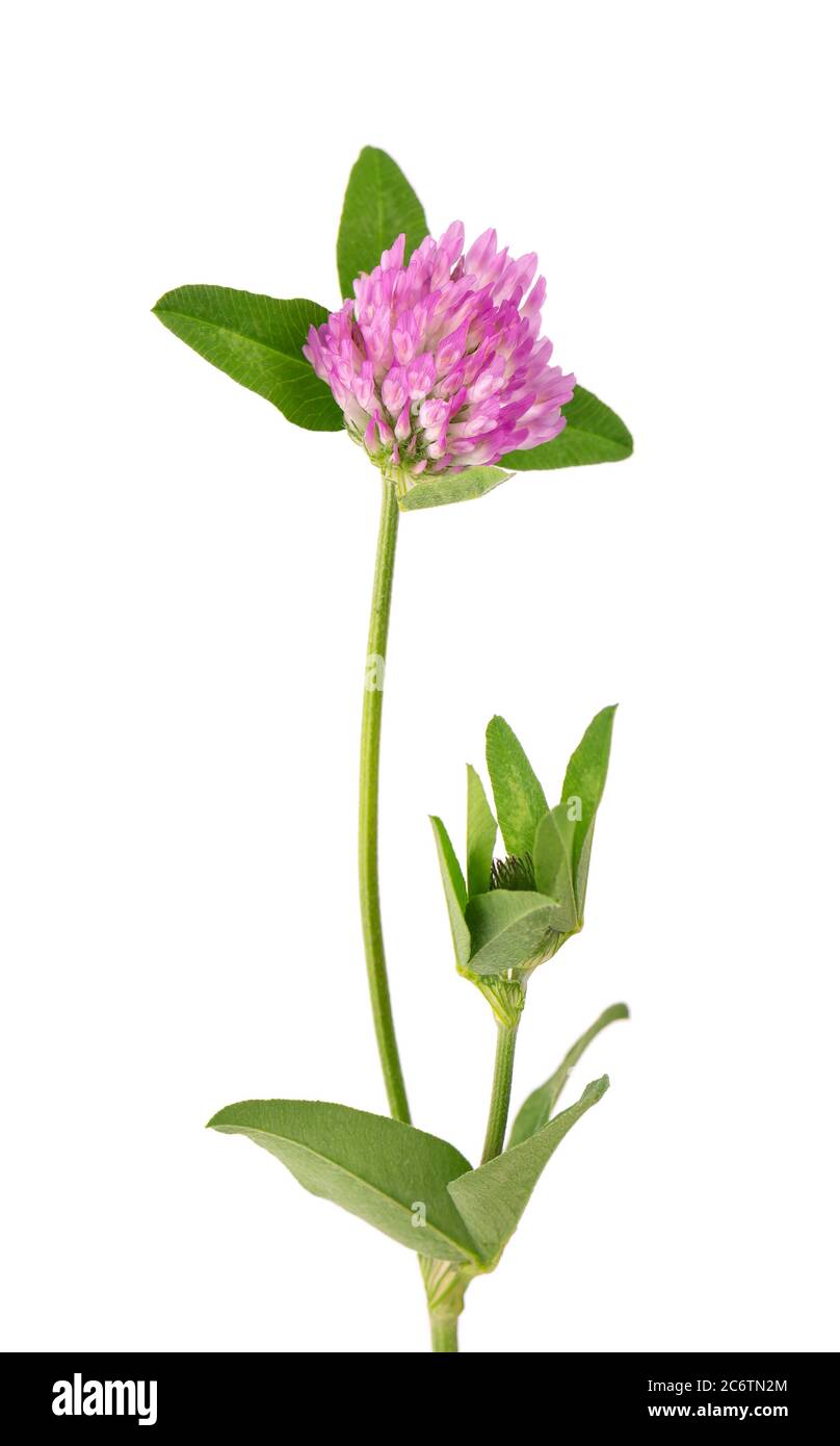 Clover flower on a stem with green leaves, isolated on white background ...