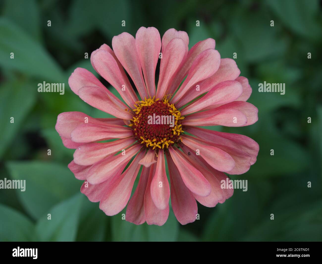Light pink flower photograph hi-res stock photography and images - Alamy