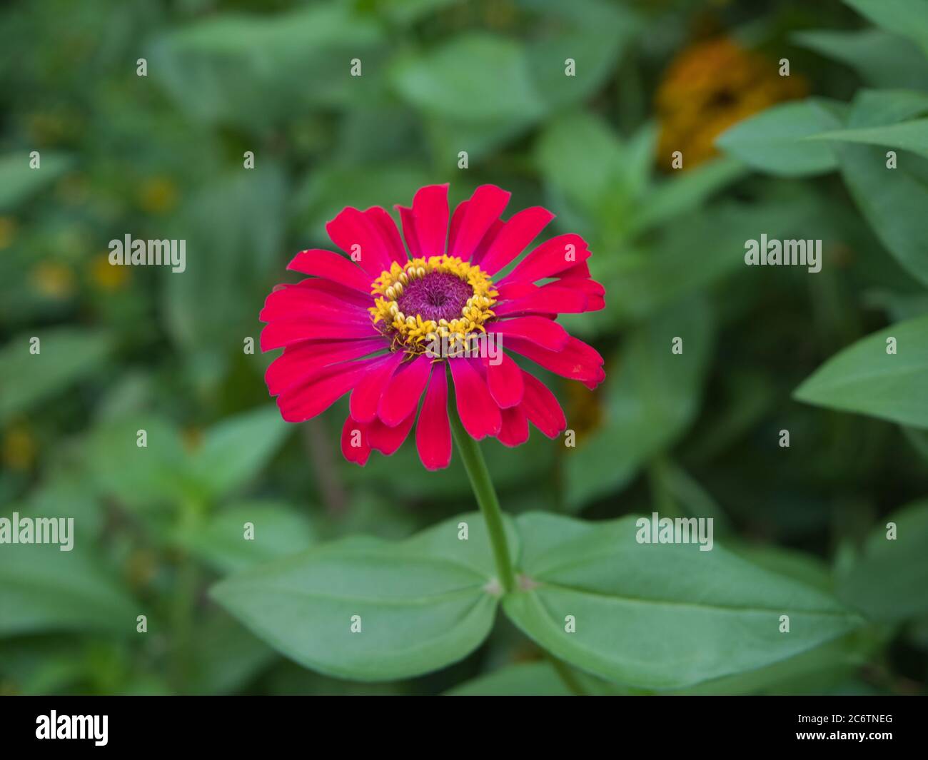 Flores magenta hi-res stock photography and images - Alamy