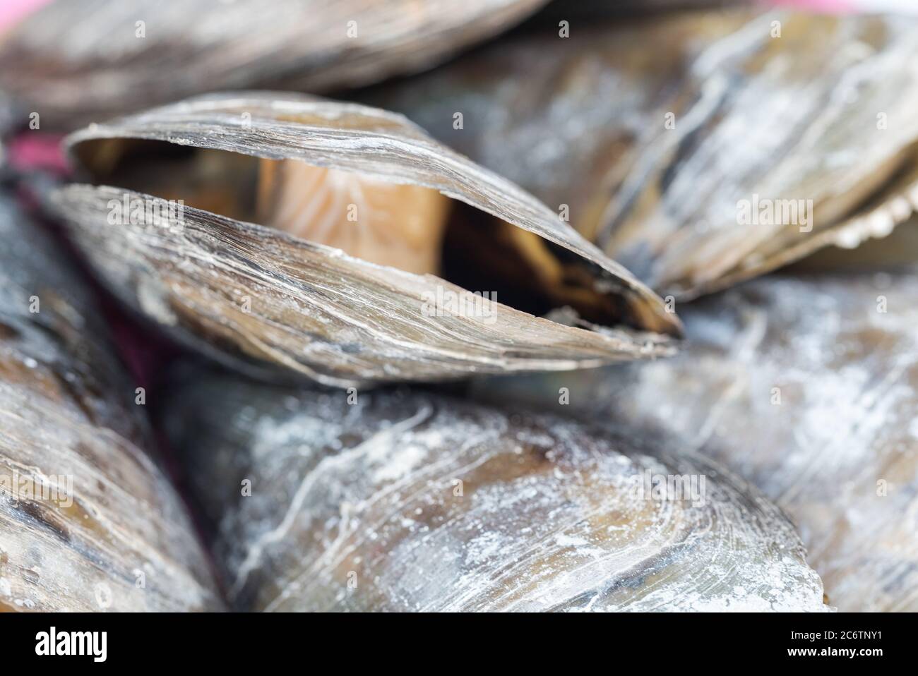 Top view raw sea mussels hi-res stock photography and images - Alamy