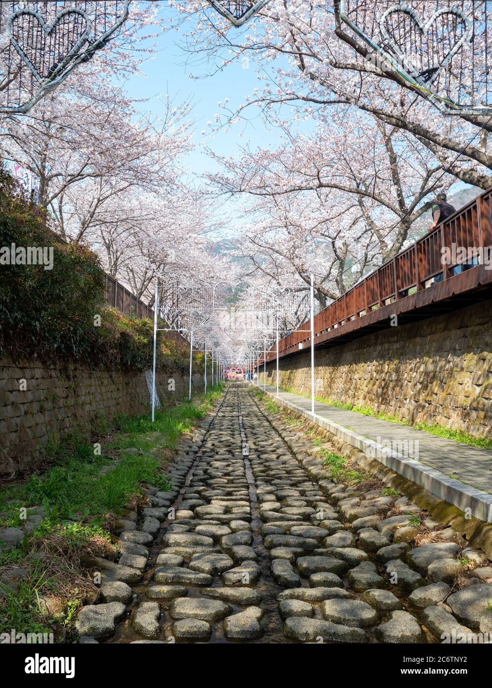 CHANGWON, SOUTH KOREA - APRIL 2019: Beautiful cherry blossom festival ...