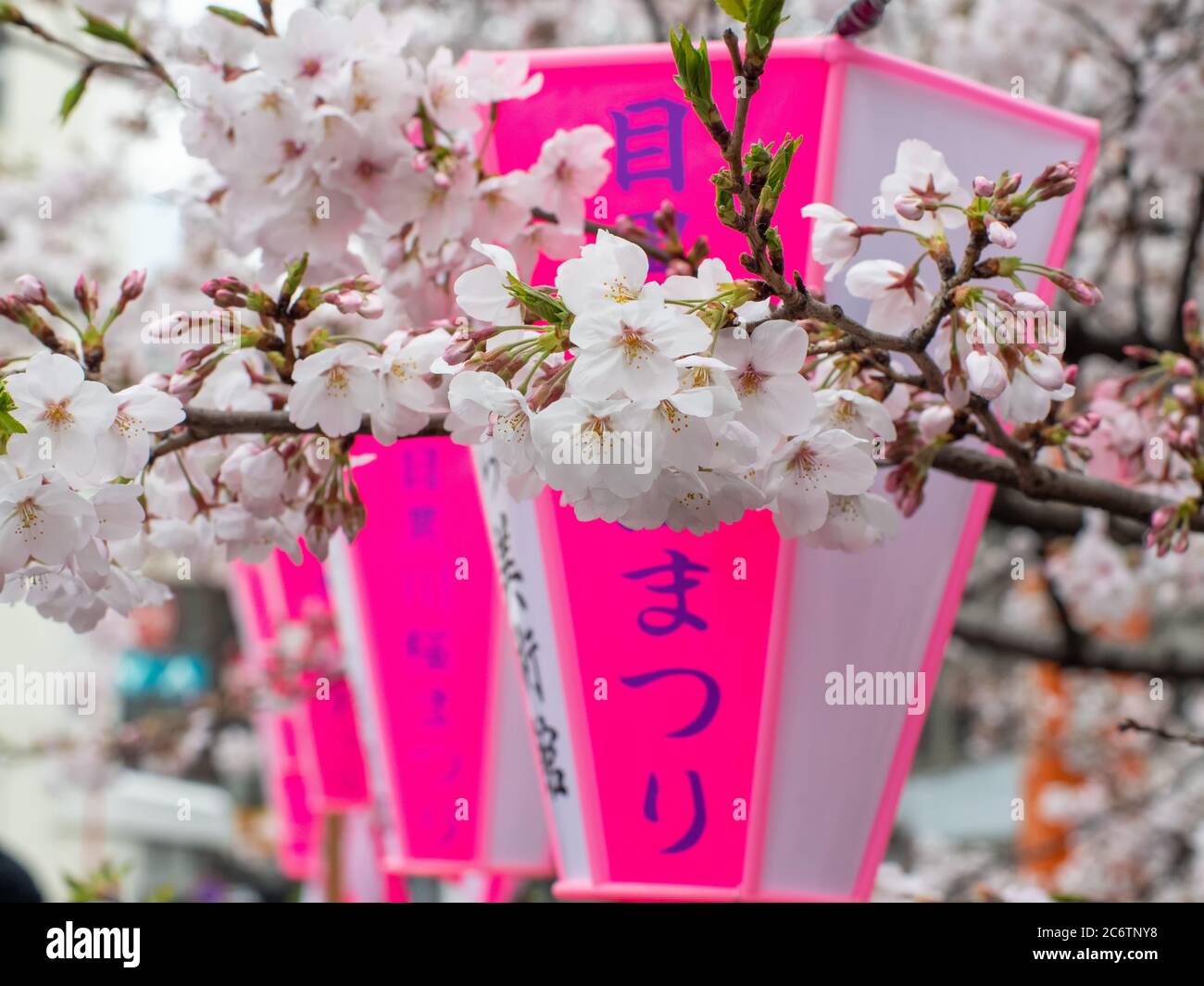 Hanging lanterns for the hanami festival hi-res stock photography and ...