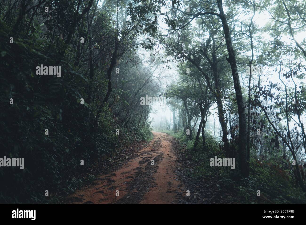 Natural forest raining-Trees and green forest entrances in the rainy ...
