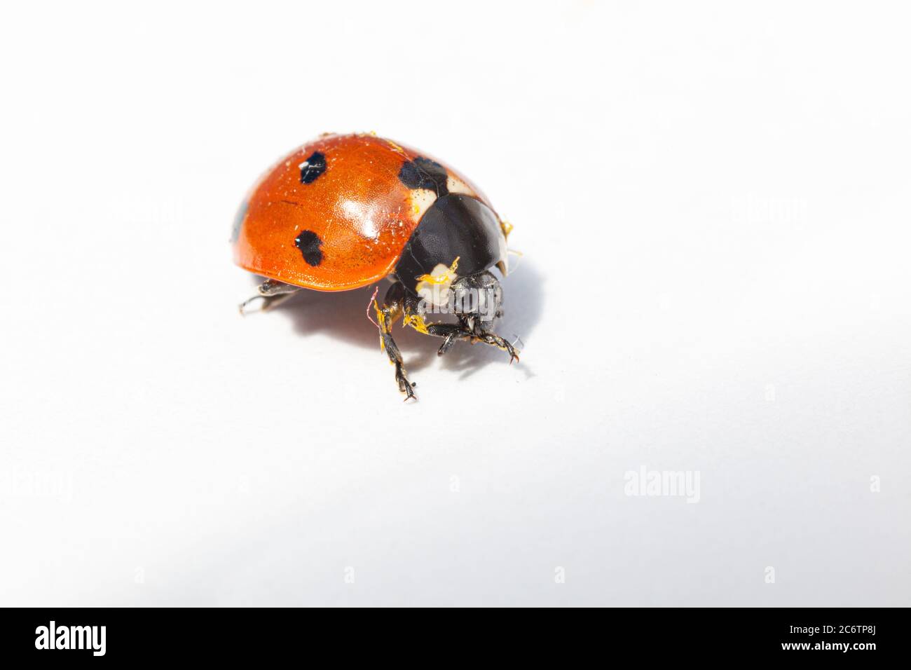 macro close up of ladybird ladybug isolated on white background Stock ...