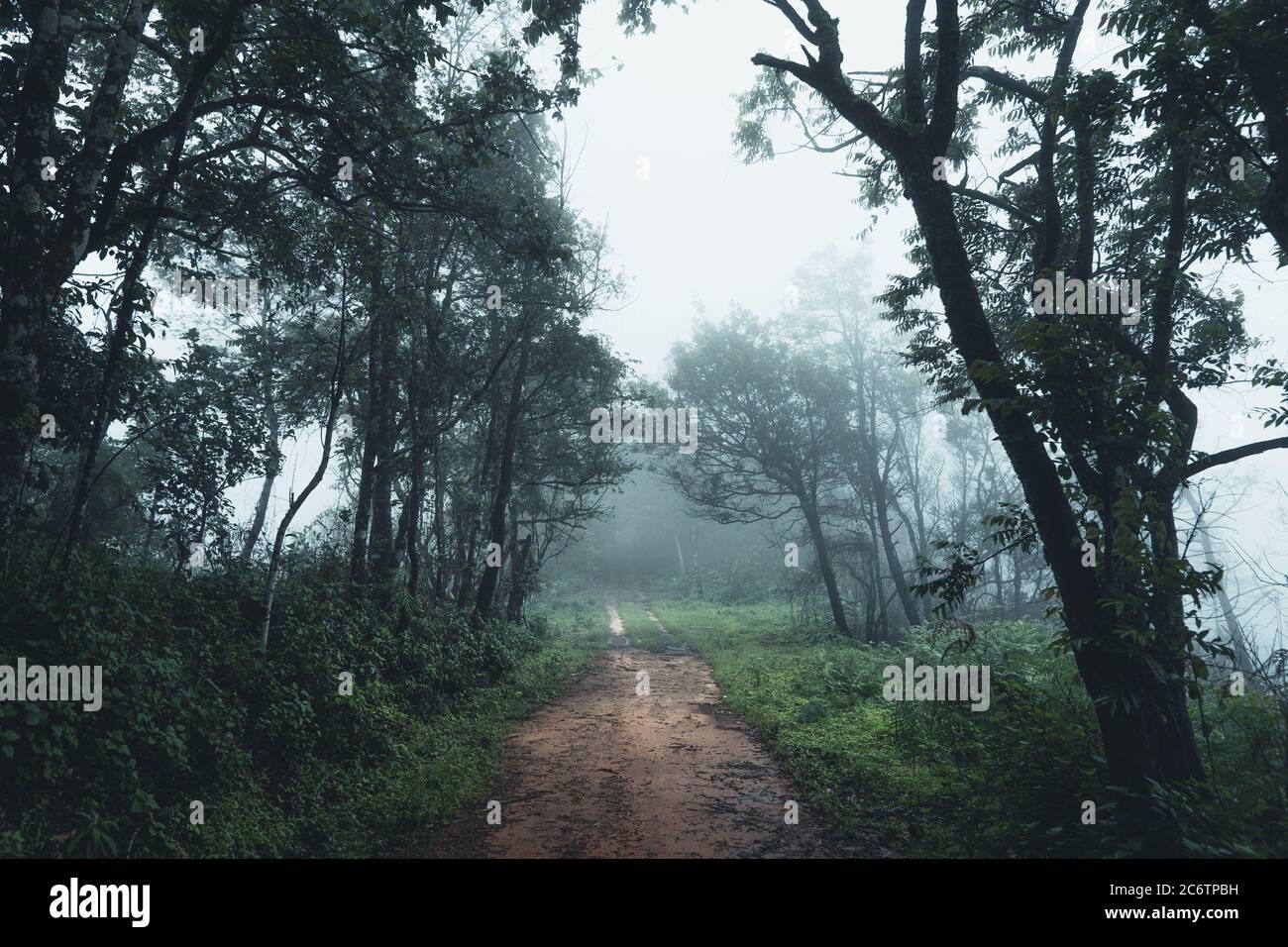 Natural forest raining-Trees and green forest entrances in the rainy ...