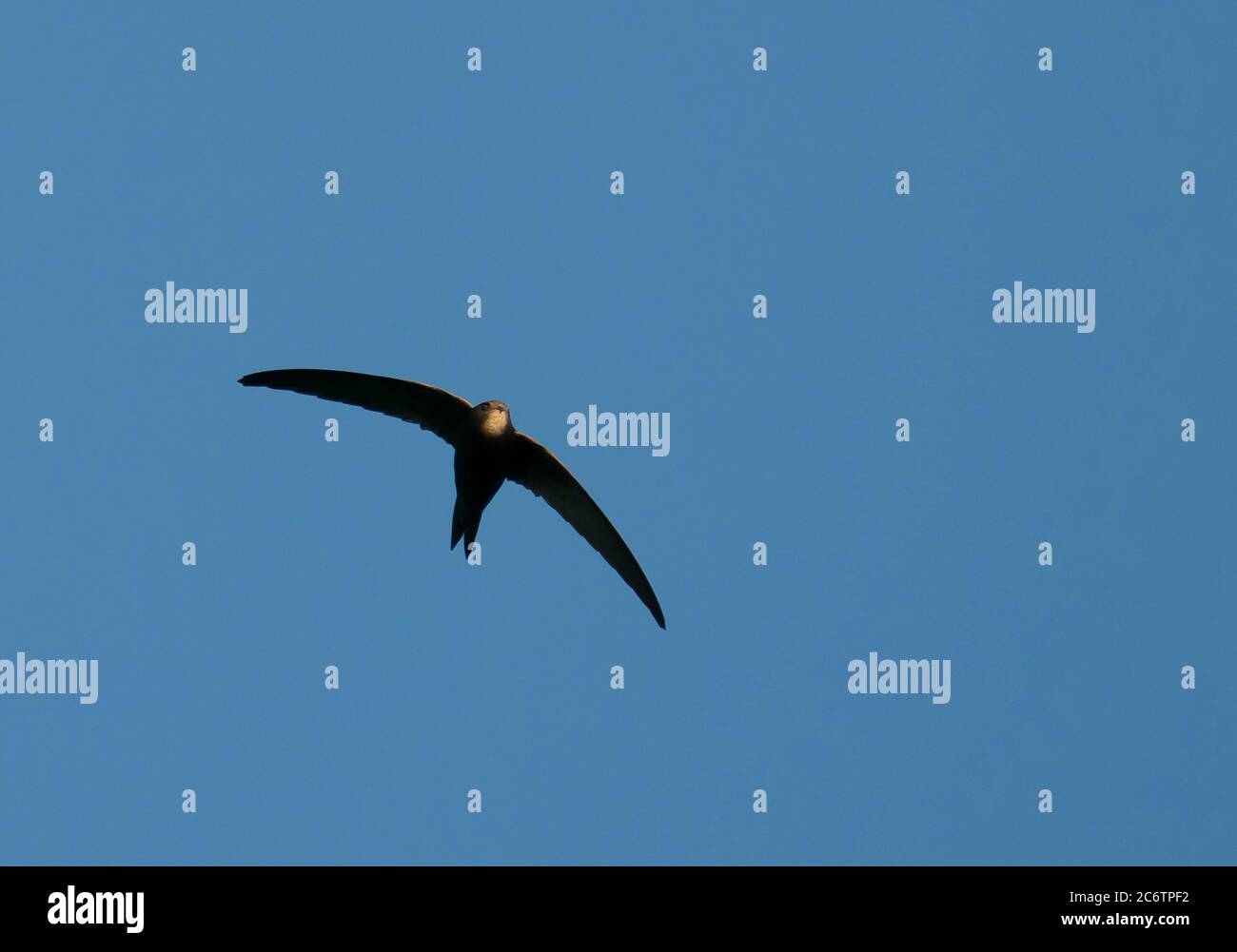 A Swift (Apus apus) catching insects on the wing at sunset, Oxfordshire ...