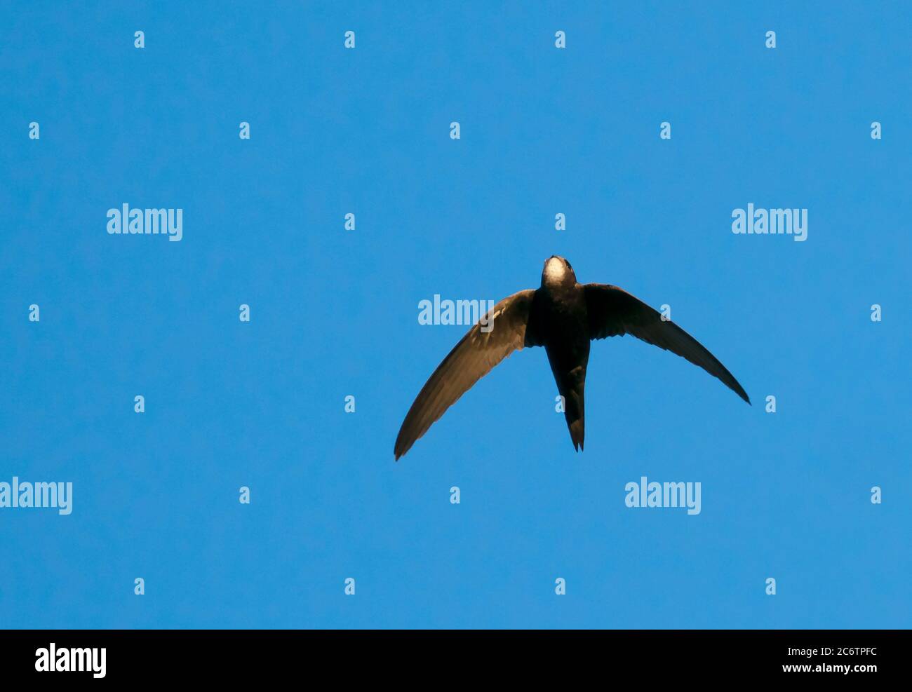 A Swift (Apus apus) catching insects on the wing at sunset, Oxfordshire ...