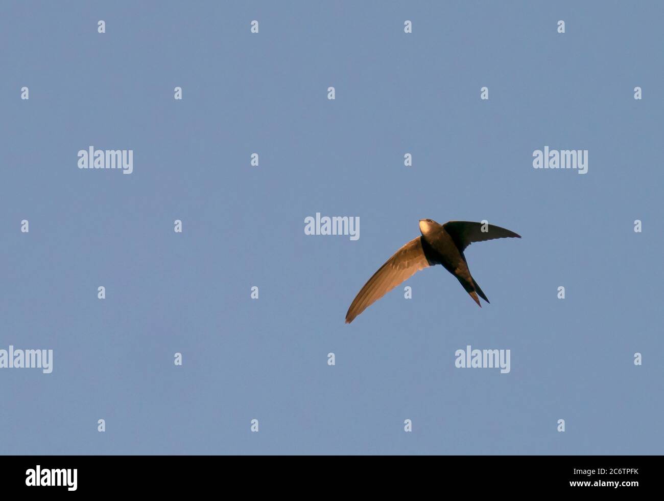 A Swift (Apus apus) catching insects on the wing at sunset, Oxfordshire ...