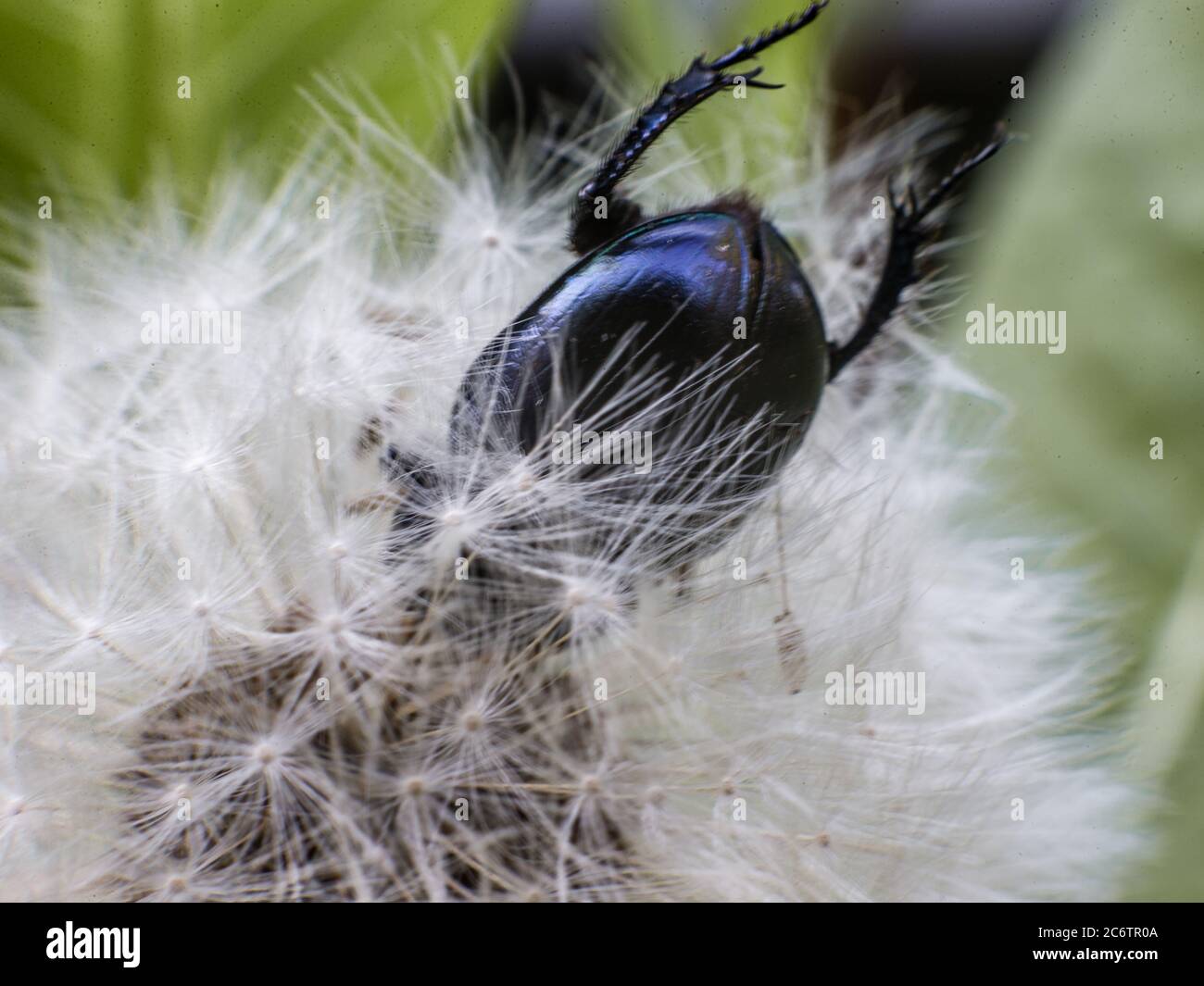 Dead nettle leaf beetle hi-res stock photography and images - Alamy