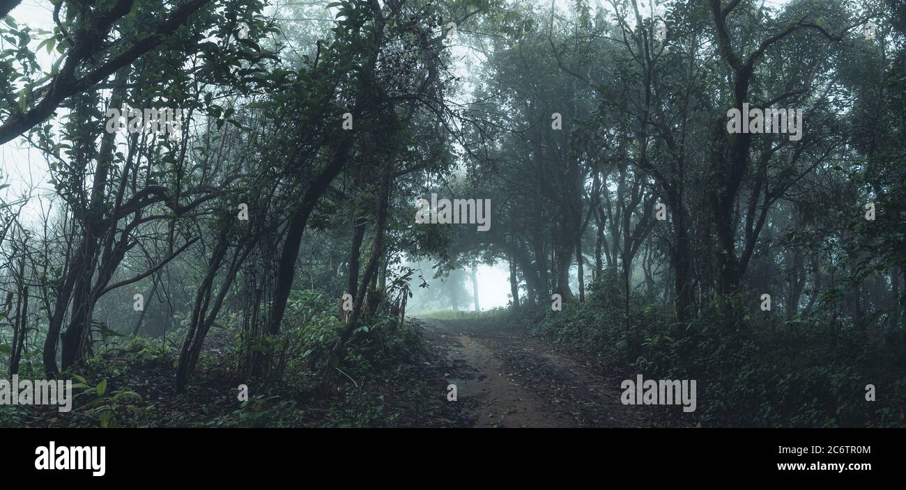 Natural forest raining-Trees and green forest entrances in the rainy ...