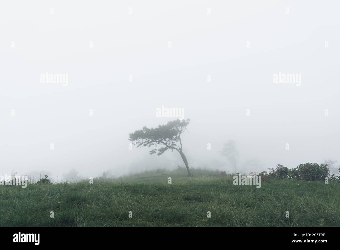 Natural forest raining-Trees and green forest entrances in the rainy ...