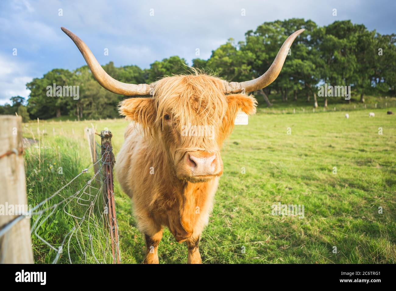 Highland cattle cow in landscape, Scotland Stock Photo - Alamy