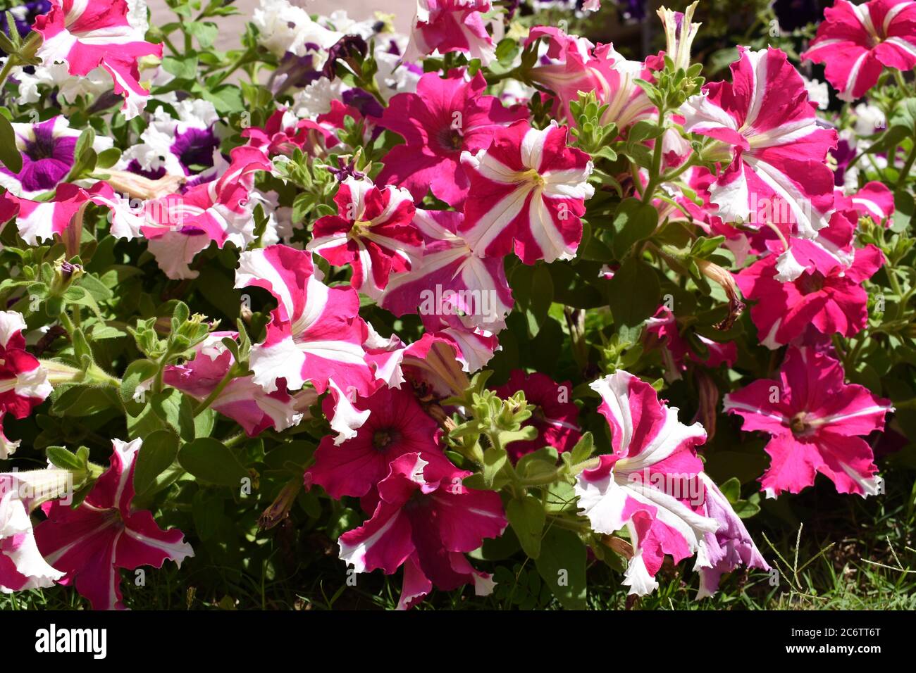 Wallpaper petunias hi-res stock photography and images - Alamy
