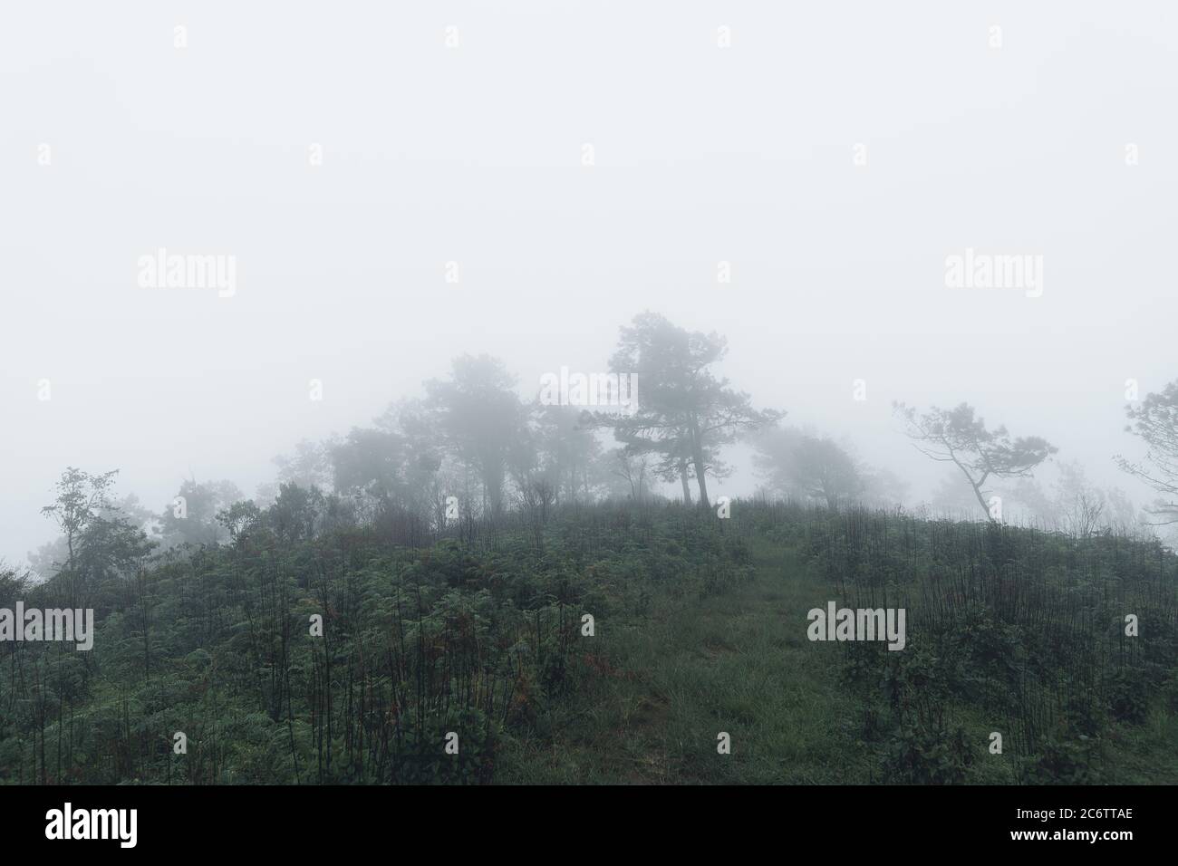 Natural forest raining-Trees and green forest entrances in the rainy ...