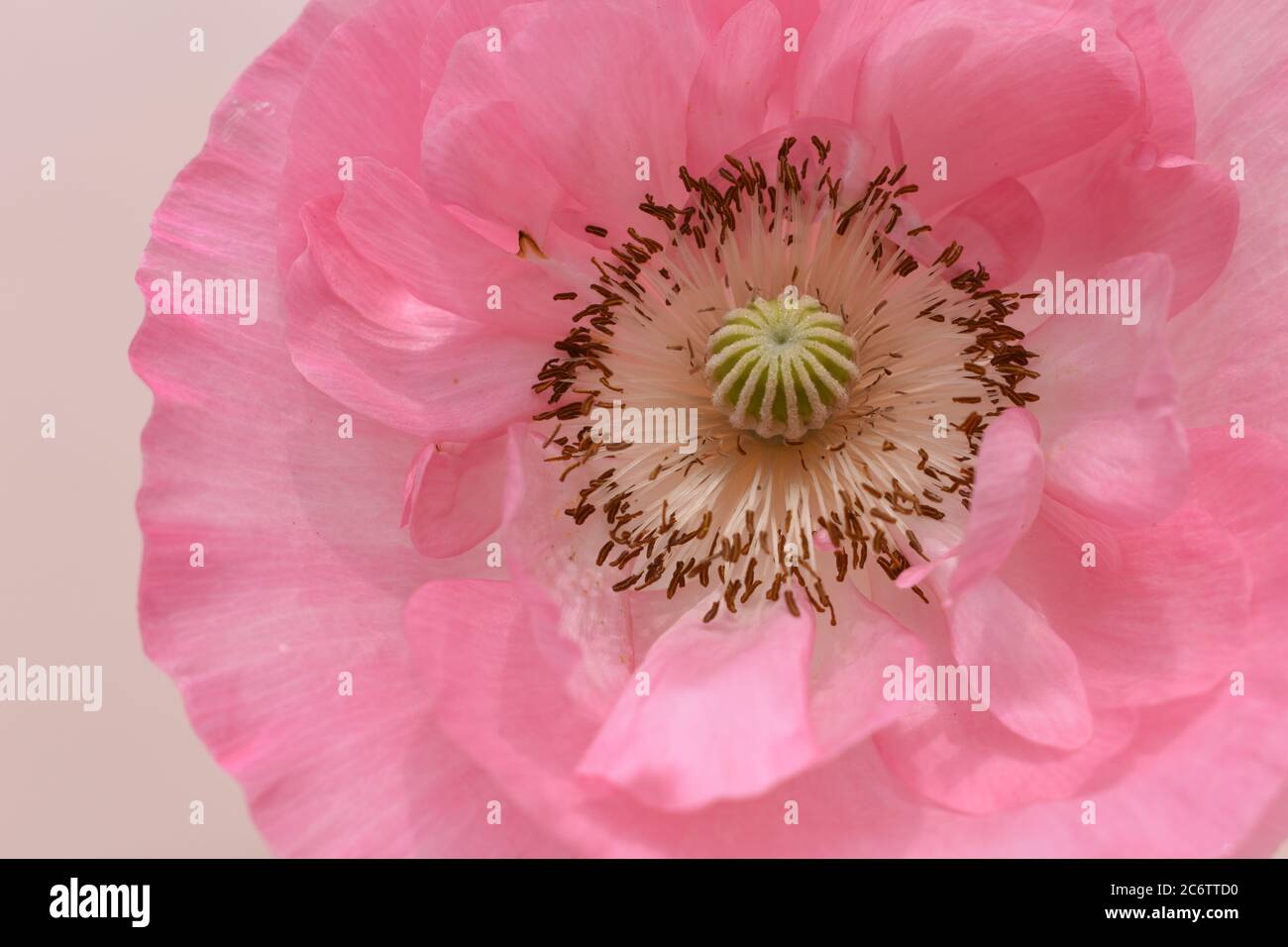 Subtle shades of pink hi-res stock photography and images - Alamy