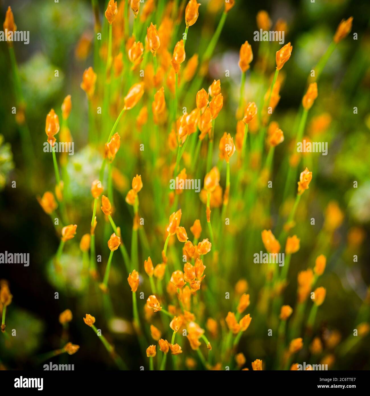Karoo desert botanical hi-res stock photography and images - Alamy