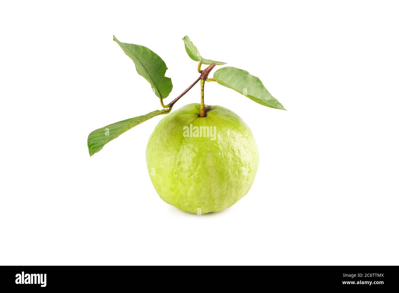 crystal guava psidium guajava variety on white background fruit ...