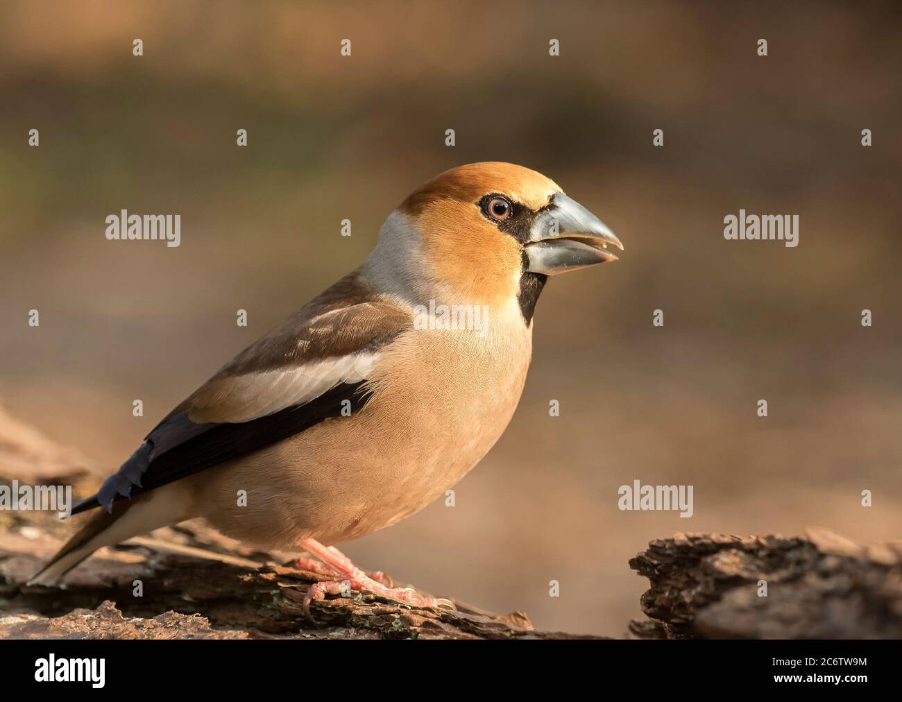 Woodland bird animal hi-res stock photography and images - Alamy